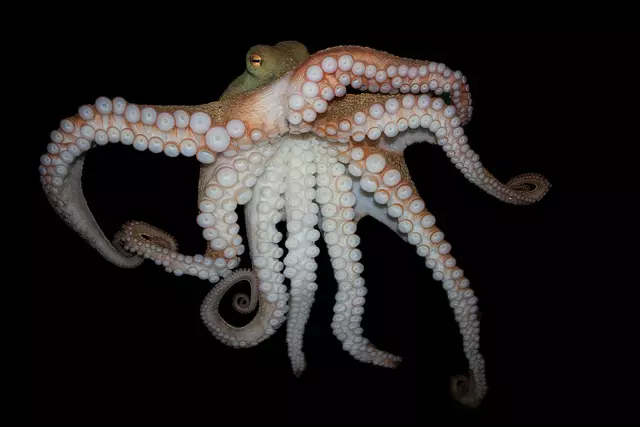 I-Flashback Friday: Kungani izingalo ze-octopus zingabambeki ndawonye?