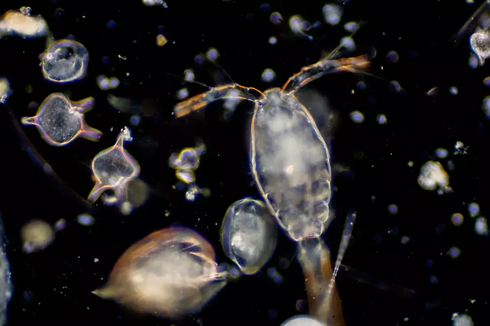 U cijelom okeanu, klimatske promjene tjeraju plankton da se kreće