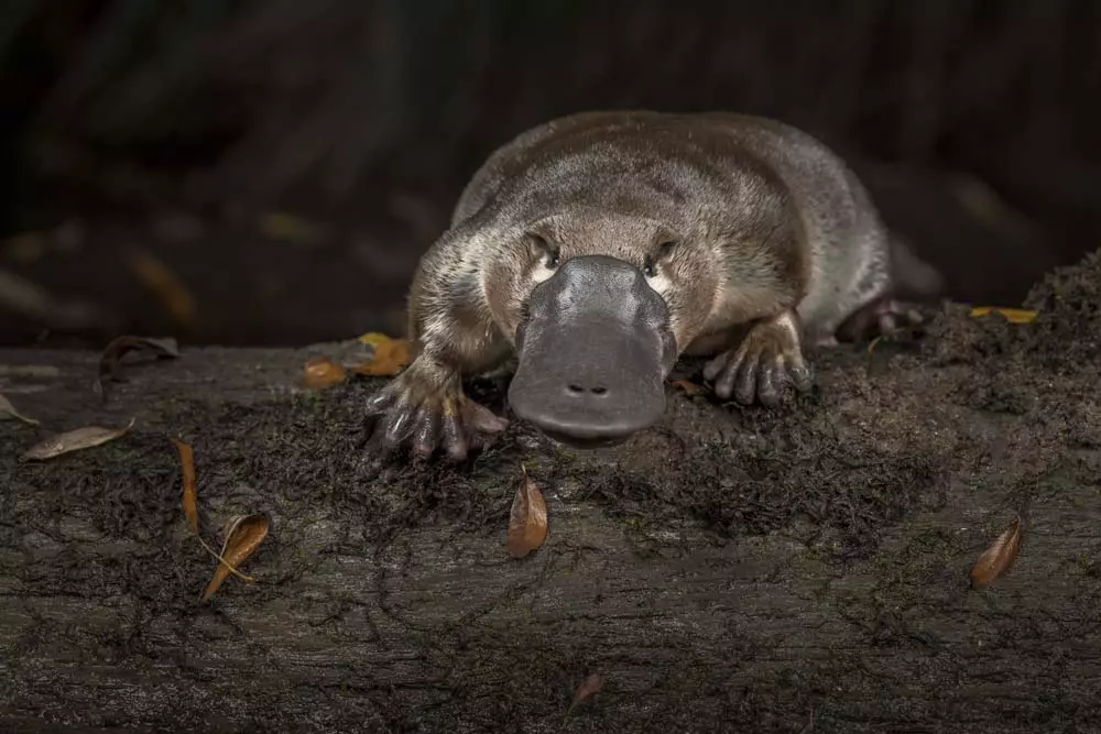 Garip, Gizemli ve Tehdit Edilmiş: Bilim Adamları Platypus'u Kurtarabilir mi?