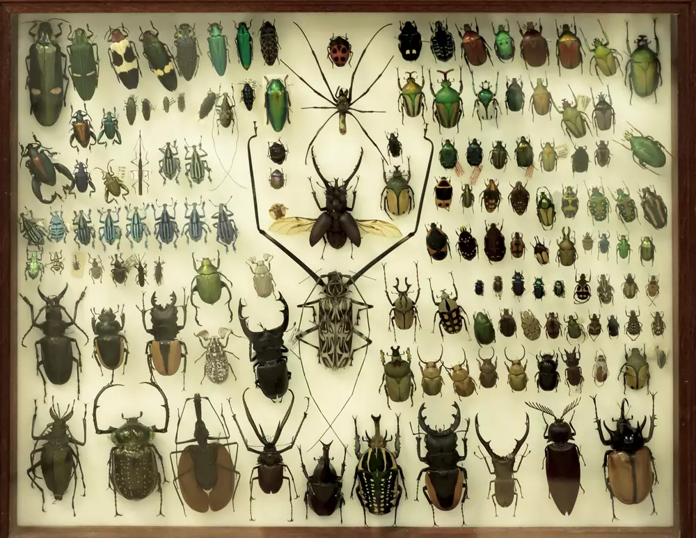 Ĉu Insektoj Formortas? La Debato Malklarigas la Realajn Danĝerojn, kiujn Ili Alfrontas