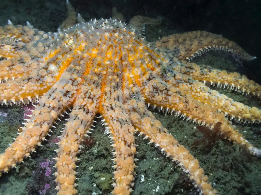 Starfish Wanakufa Haraka Kando ya Pwani ya Pasifiki ya Amerika