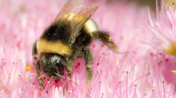 مکھیوں کی کمی اور زہریلے کیڑے مار ادویات: ایک پیچیدہ کہانی کے ذرائع