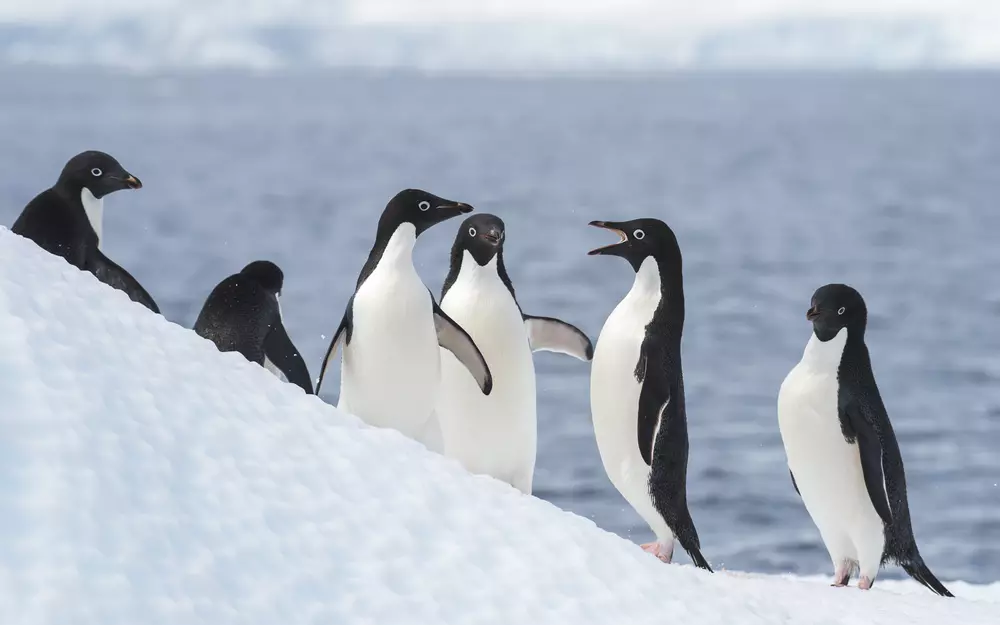 Araştırmacılar Uzaydan Kakalarına Bakarak 1,5 Milyon Gizli Pengueni Keşfediyor