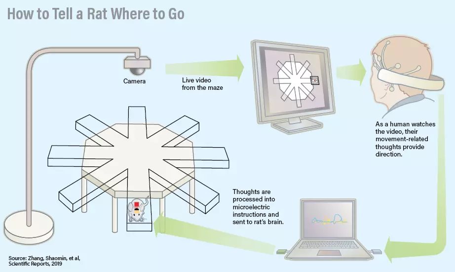 Vědci používají ovládání mysli k pohybu krys v bludišti