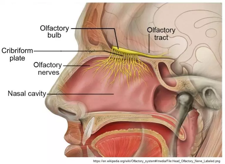 E mana'omia ea le Puuila Olfactory Human?