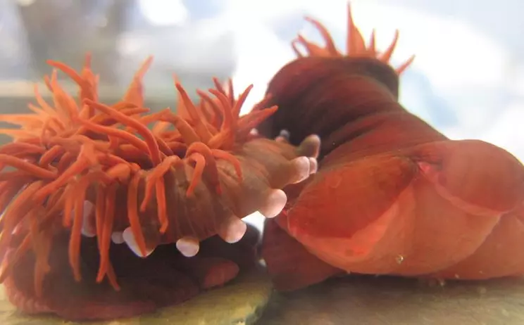 ISIQINISEKISO: I-Enemones Anemones Square Off For Science