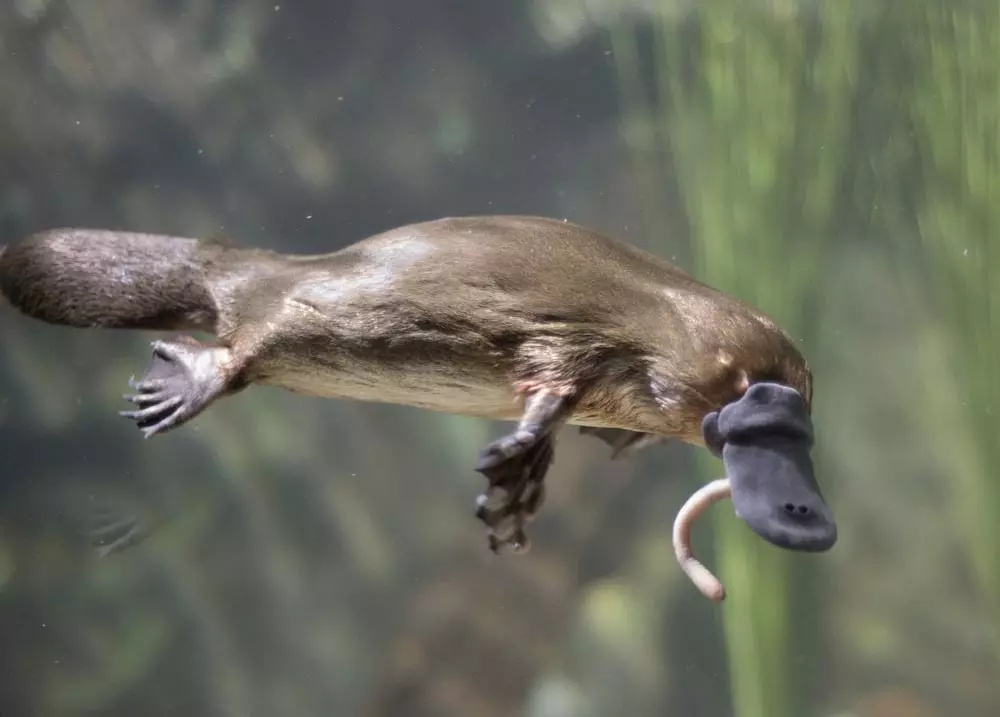 Farmaseutikal Flushed Berkemungkinan Mengubat Penghuni Aliran Seperti Platypus