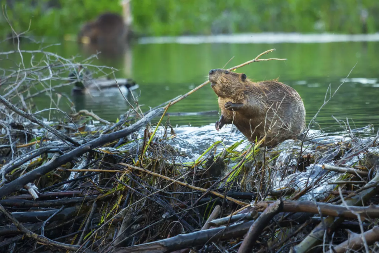 Beavers Chip in paLandscape Engineering