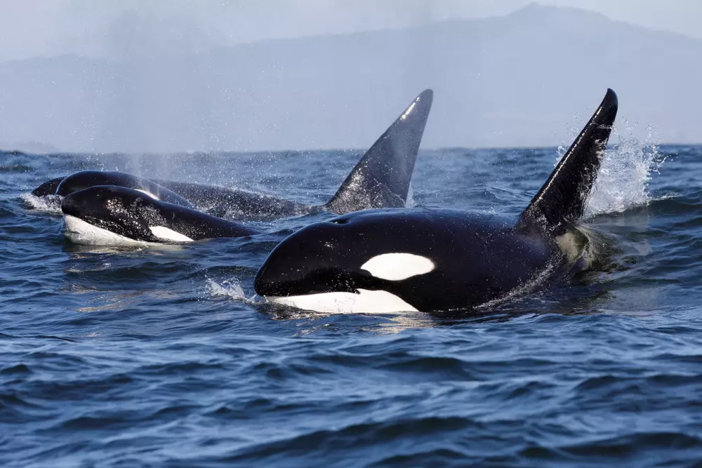 I-Killer Whale Populations At Risk from Toxic Chemicals