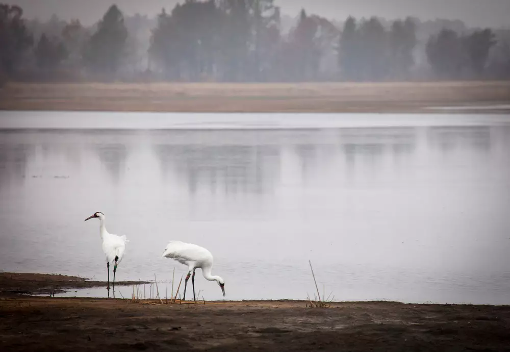 La primavera arriba abans, jugant amb les migracions d'ocells