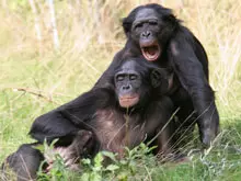 Ape Auteurs: BBC ruo Premiere Documentary gbara kpamkpam site na Chimps