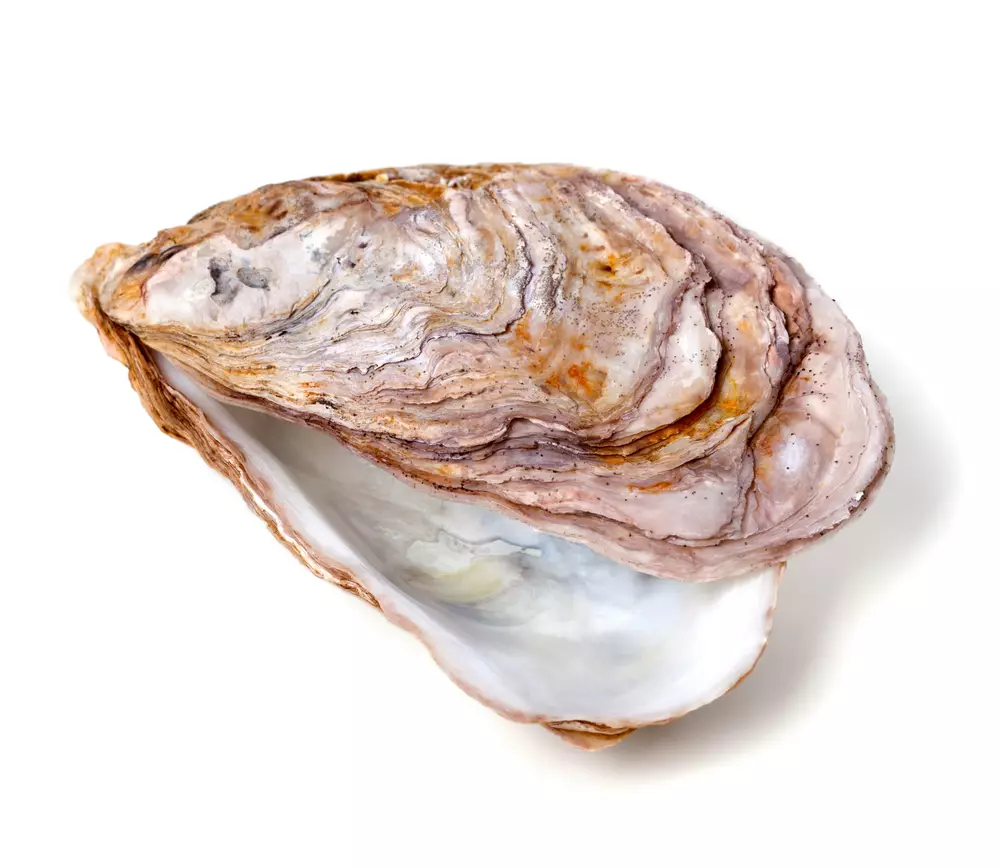 Oyster Shells များသည် ကွဲအက်ရန် ပိုမိုခက်ခဲသောဖန်များကို ဖန်တီးရန် သိပ္ပံပညာရှင်များကို လှုံ့ဆော်ပေးသည်။