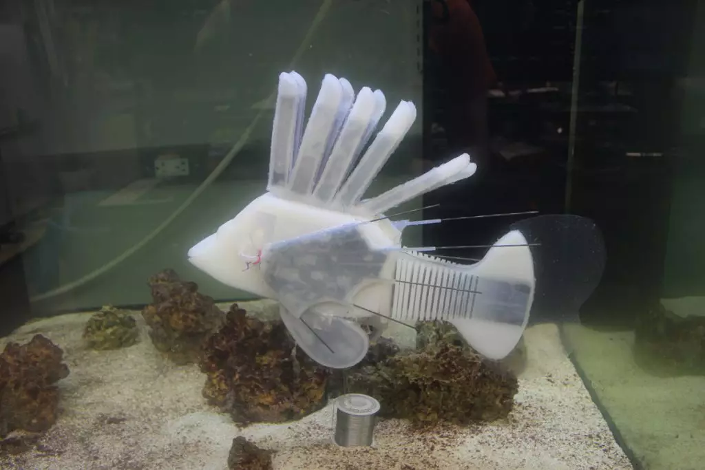 Este peixe robô tem 'sangue' que dobra como seus músculos