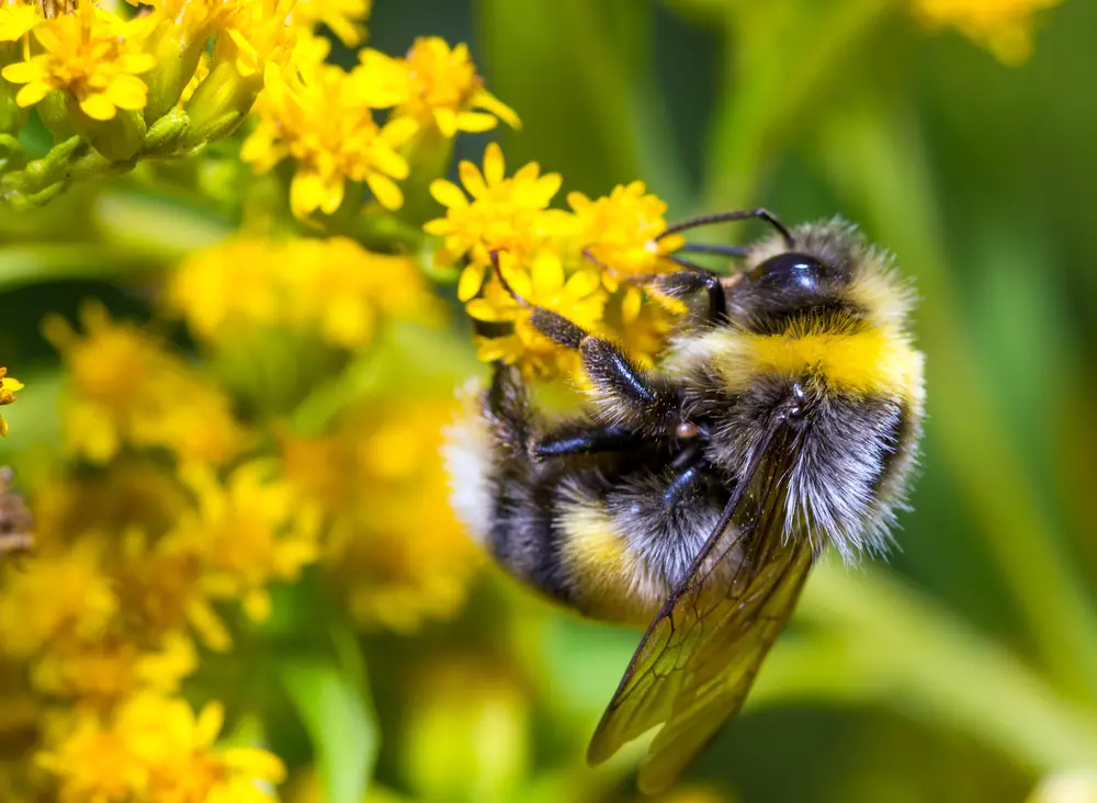 Pčele se čuju o pesticidima, vraćajte se po još