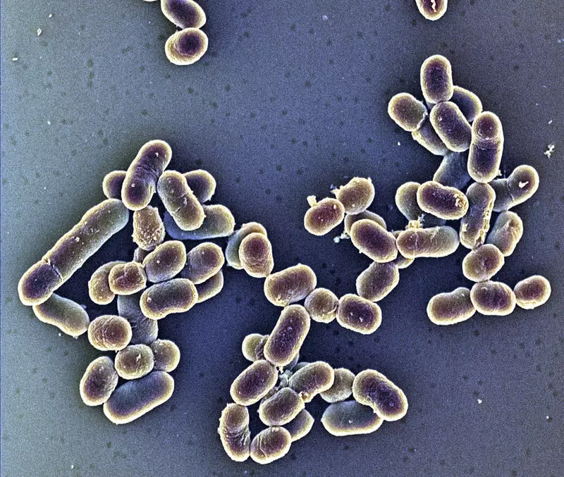 Listeria noslēpumu uzlaušana