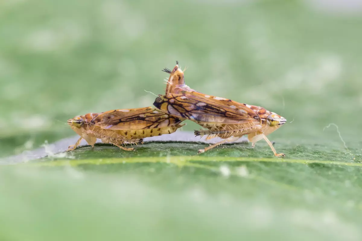 Wine And Wines: Aŭskultante Insektajn Ratvokojn Por Konservi Vinberejojn