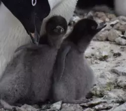 Faʻafefea ona taʻu se Papa mai se Penguin: E sili atu le faigata nai lo le faʻalogo