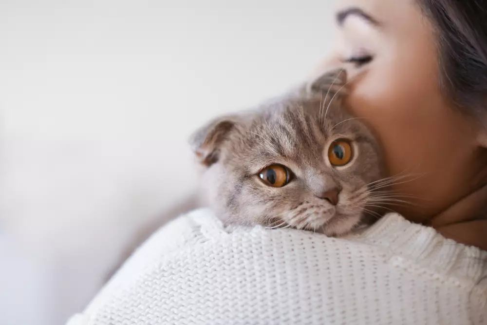 Mèo không gây dị ứng: Các nhà khoa học đang phát triển các phương pháp điều trị để làm cho mèo không bị dị ứng