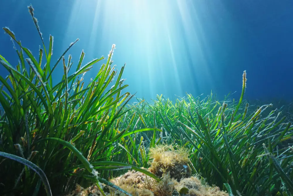 Vedenalainen melusaaste voi vahingoittaa valtameren tärkeitä kasveja
