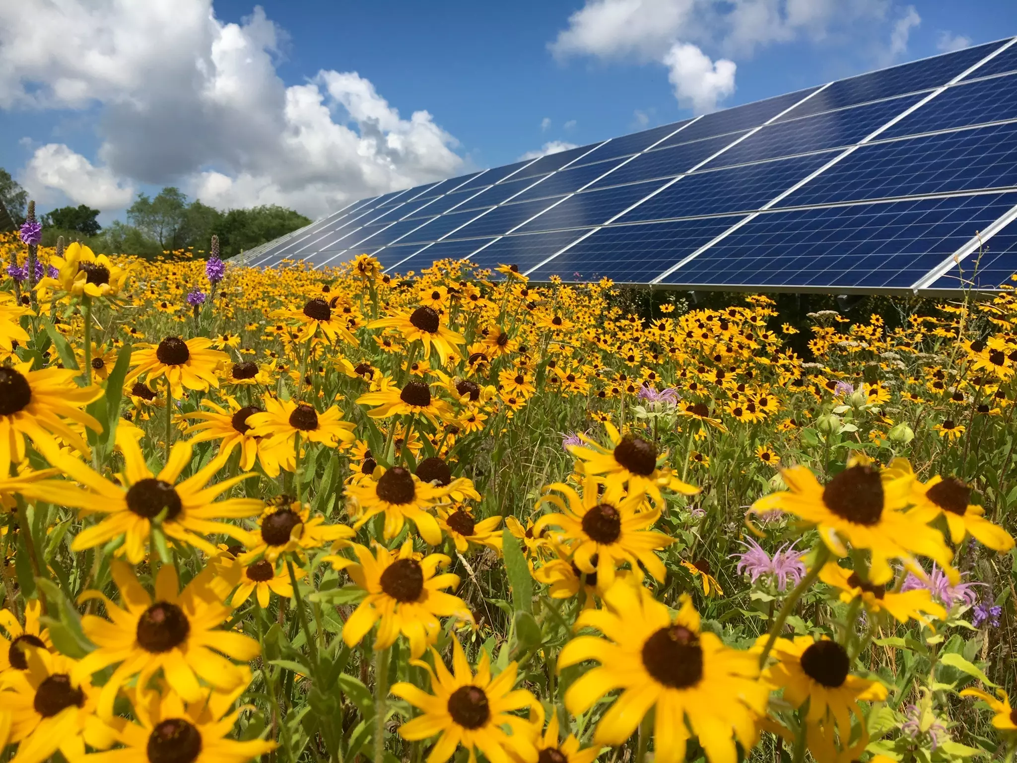 Trang trại năng lượng mặt trời có thể giúp cứu ong không?