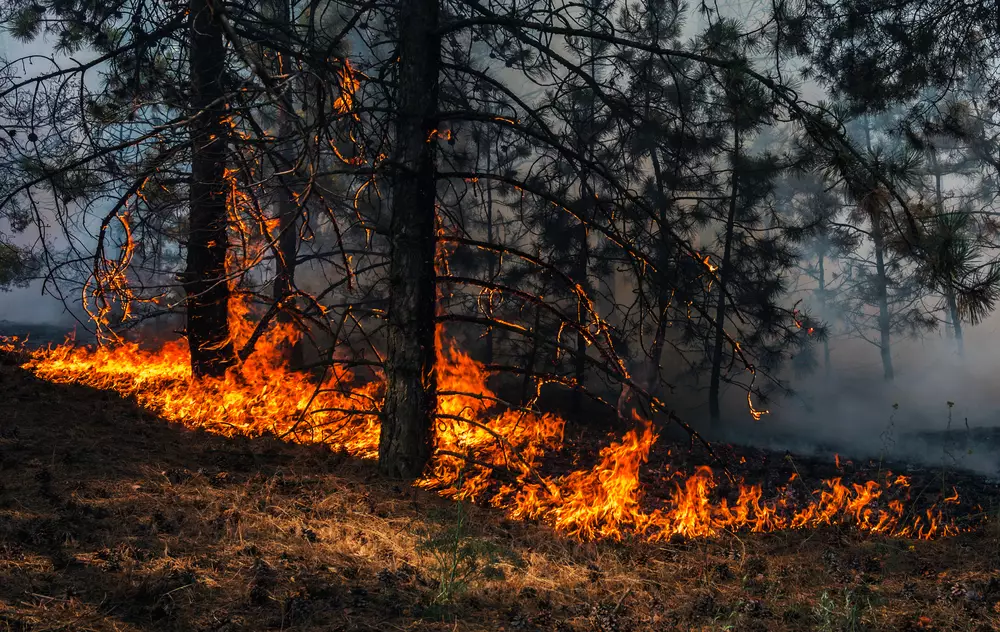 हाँ, विस्कॉन्सिन में जंगल की आग का मौसम है। यहां बताया गया है कि यह इस वसंत में क्यों बढ़ा है