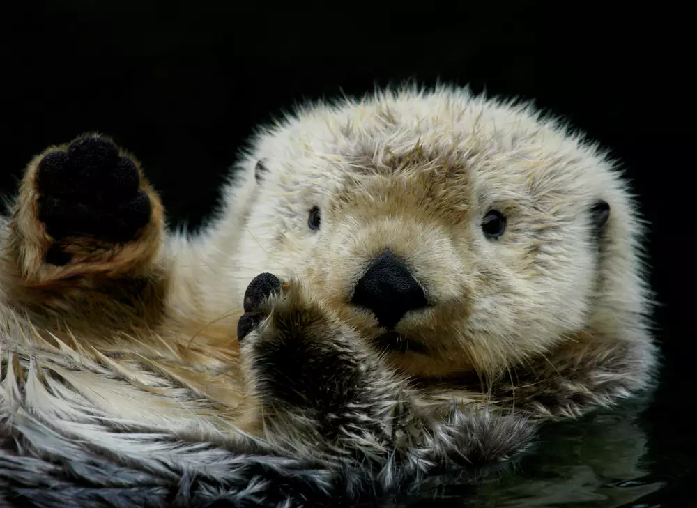 Le lontre marine potrebbero aiutare a salvare le foreste di alghe scomparse della California?