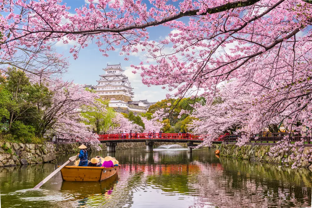 ژاپن اولین اوج شکوفه های گیلاس خود را در 1200 سال گذشته داشته است. آیا تغییرات آب و هوایی مقصر است؟