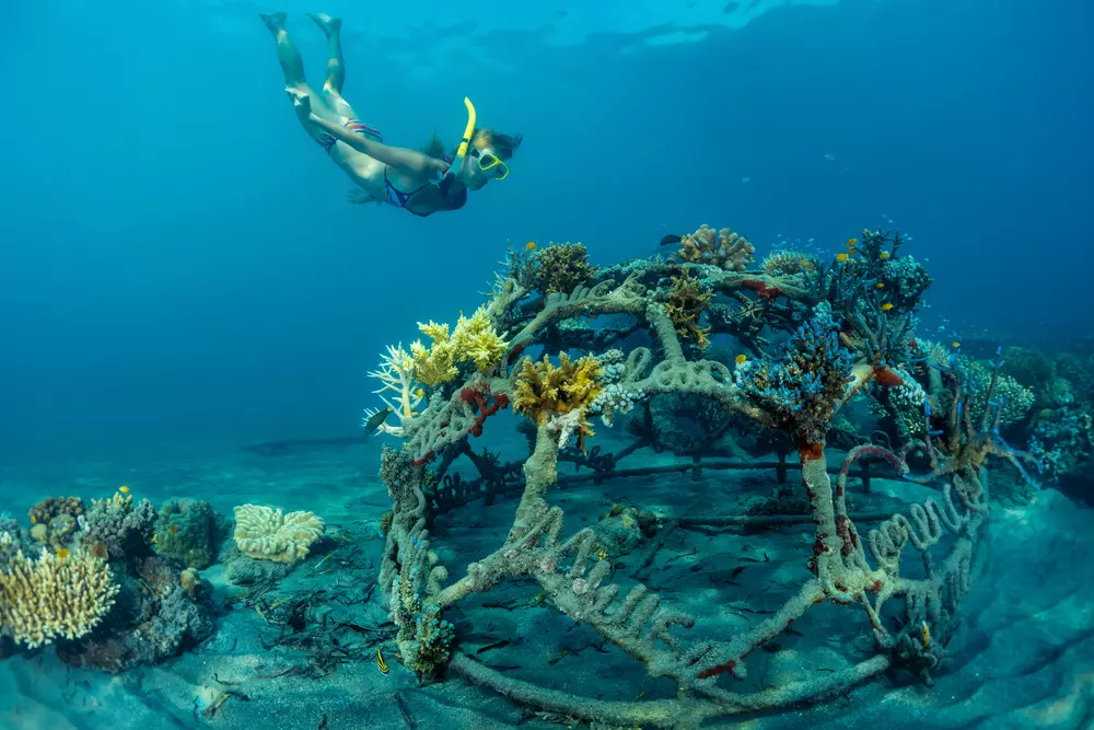 چگونه داوطلبان به زنده نگه داشتن صخره های مرجانی کمک می کنند
