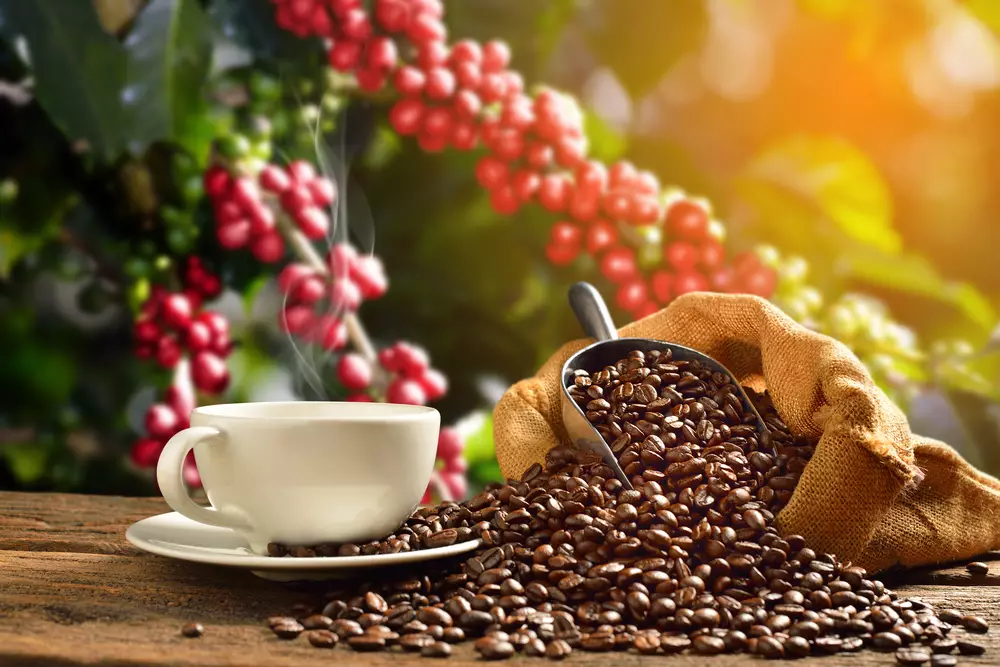 Ce înseamnă eticheta cultivată în umbră pentru cafeaua ta