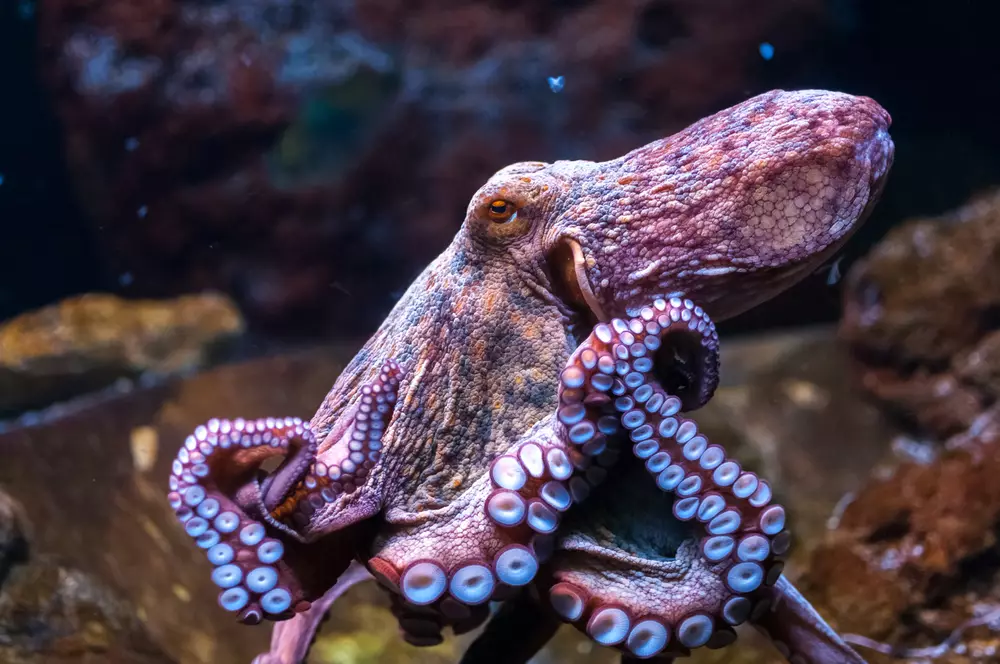 Ladang Octopus Boleh Menjadi Realiti. Para saintis Amaran Ini Bukan Idea yang Baik