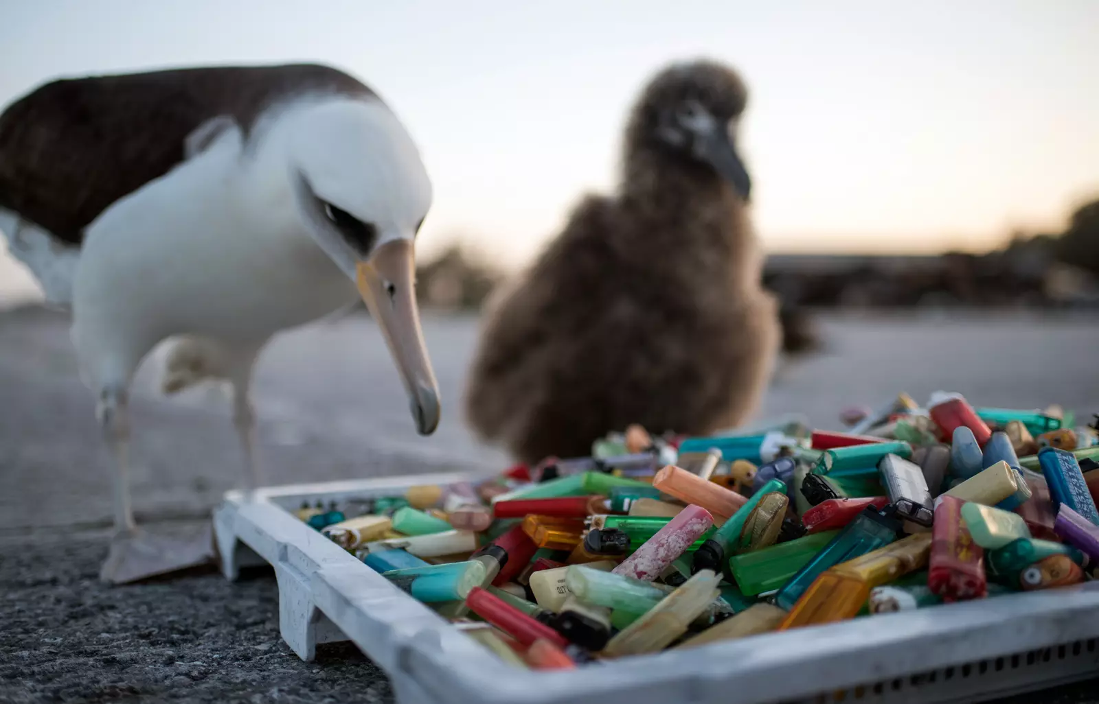 Per combattere l'inquinamento da plastica, questi ricercatori vogliono le tue foto di Beach Trash