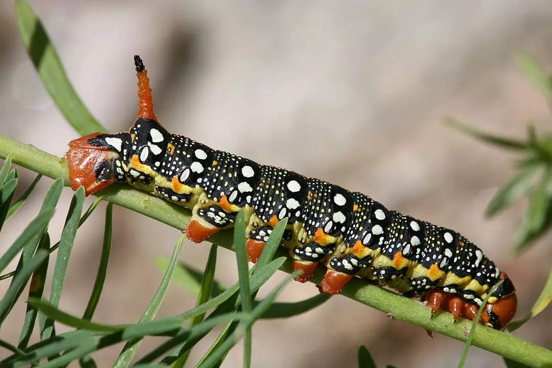 Hvordan telle larver kan hjelpe forskere med å forstå klimaendringer