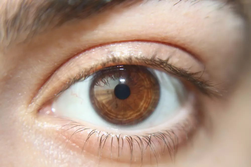 La taille de la pupille peut être liée à l'intelligence