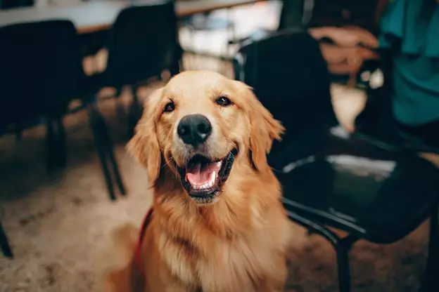 3 migliori snack per cani con CBD: CBD biologico per cani - Aggiornato per il 2022