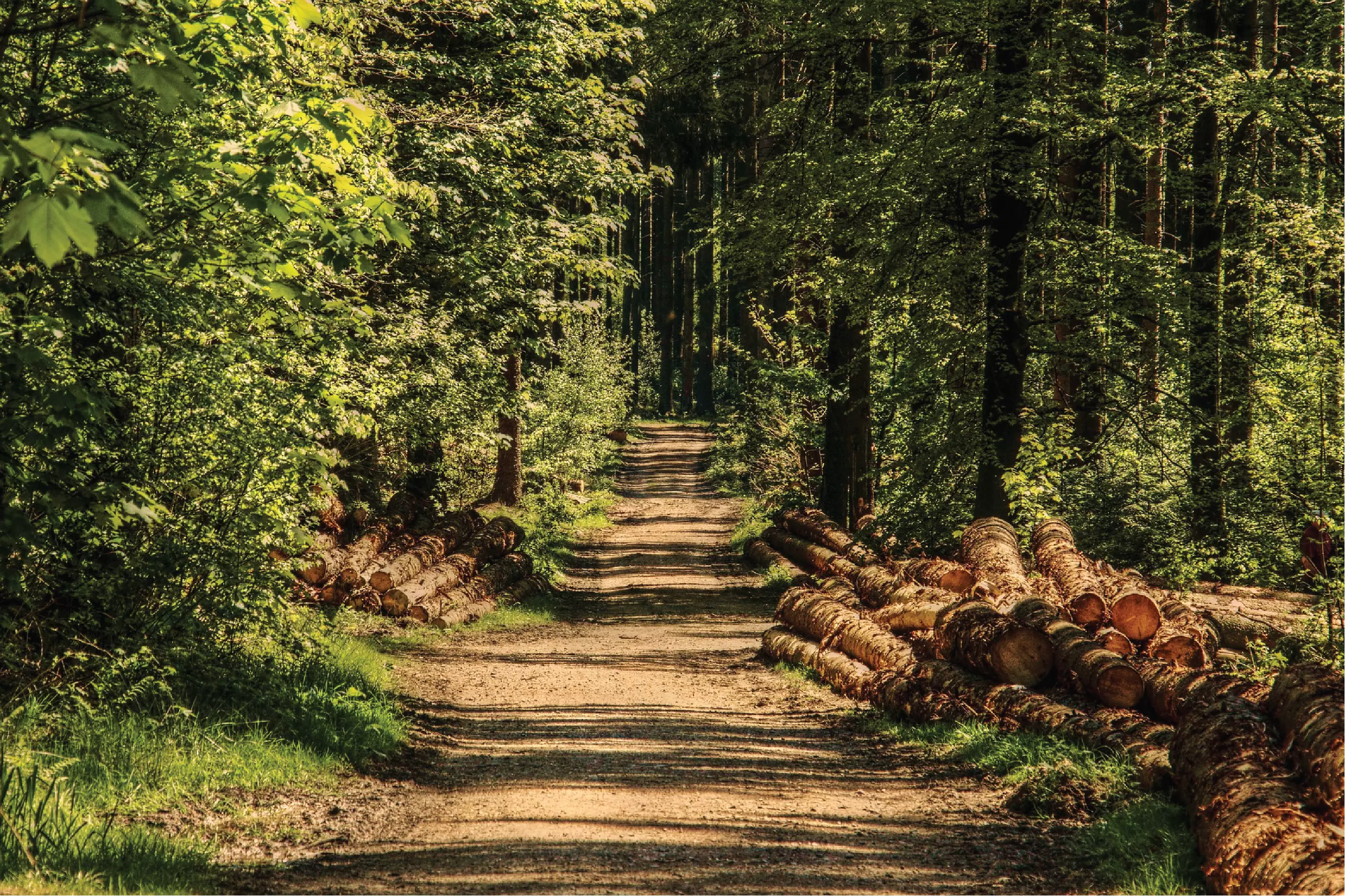 Kin Citizen Science helpe om de Sasquatch te finen?