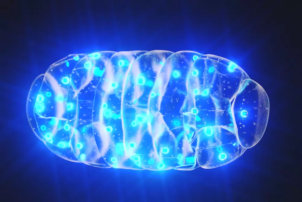 Mitochondria nwere ike bụrụ isi ihe na-akpata ụbụrụ ahụike?