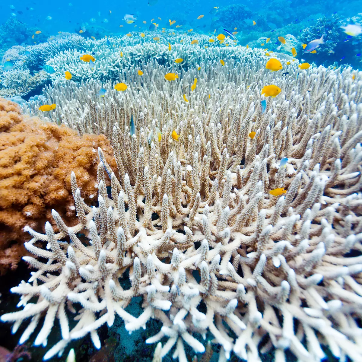 Ang Pagsabwag sa mga Reef nga May Bakterya Mahimong Makatabang Nila nga Makalahutay sa Pagbag-o sa Klima