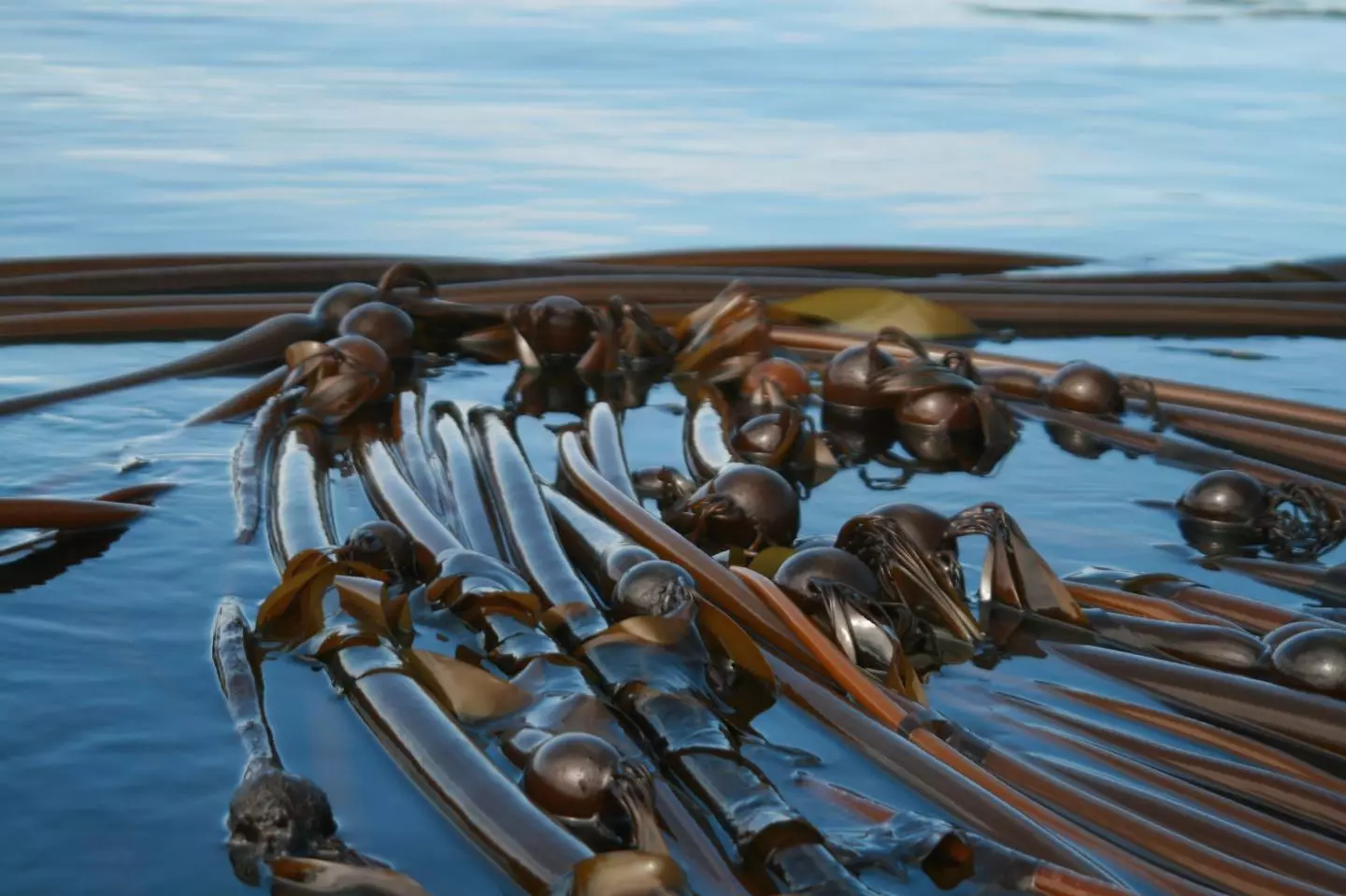 Giunsa sa usa ka Heat Wave ug Misteryosong Sakit nga Nahagsa sa Kelp Forest sa California