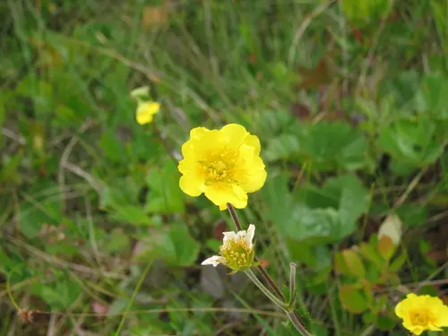 Entdeckt d'Biodiversitéit ronderëm Iech