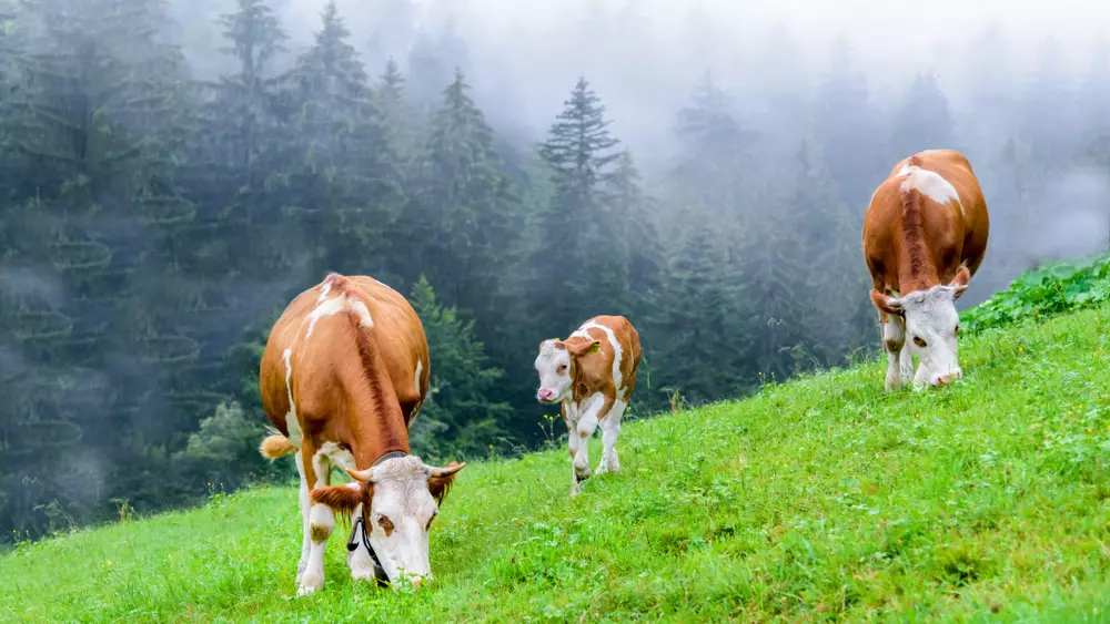 Ehi na-epipụ ọtụtụ methane. Iri ha nri ahịhịa nwere ike inye aka