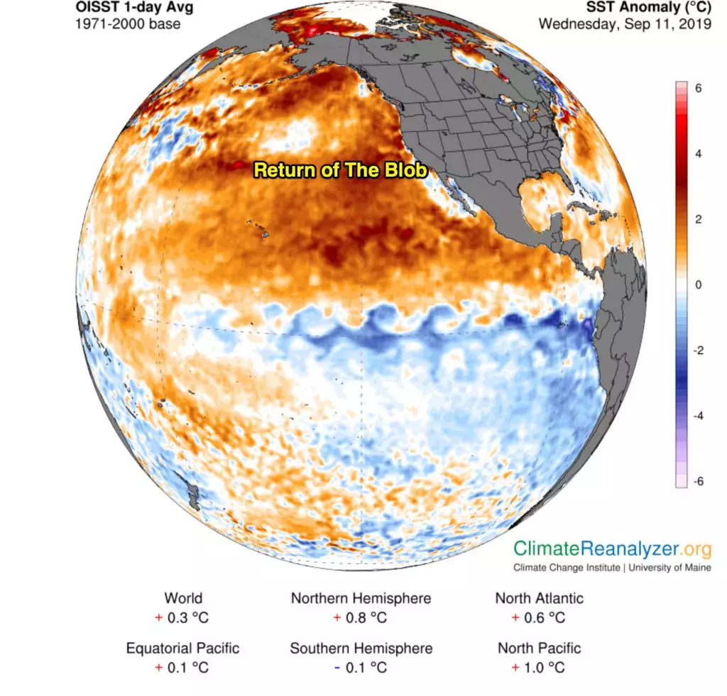 La Timita 'Blob' Povas Reveni en la Pacifiko