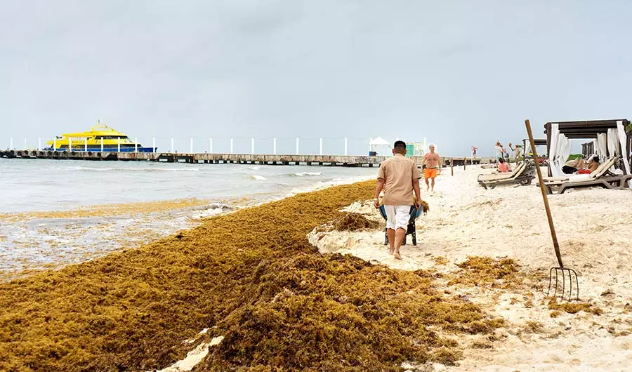 'Brown Tide' ya Mwani Inawasonga Karibea na Wanasayansi Wanaotia wasiwasi