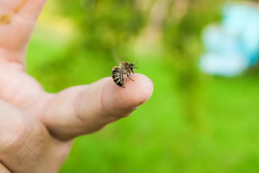 Dhammaan wararka ku saabsan Bee Venom (iyo in ka badan)