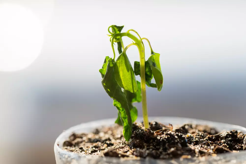 研究表明，大气干旱正在减缓全球植物生长