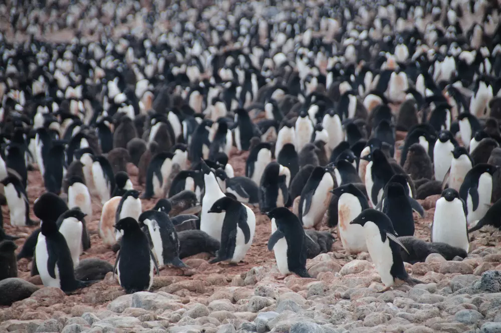 在南極洲，企鵝便便，生命綻放的地方