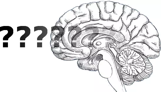 Las preguntas de 1920 aún rondan la neurociencia