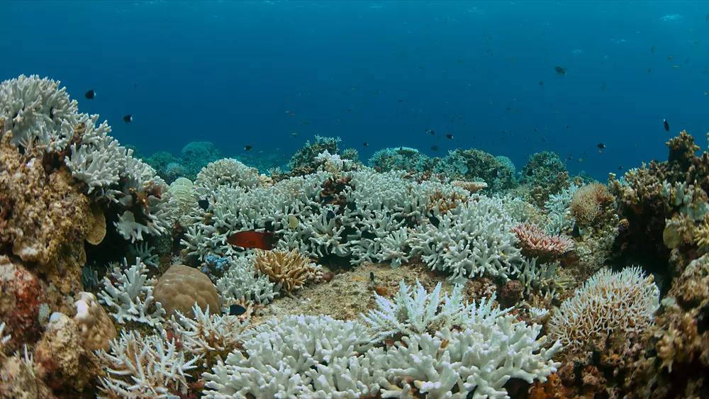 人間の廃水流出はフロリダキーズのサンゴを殺している