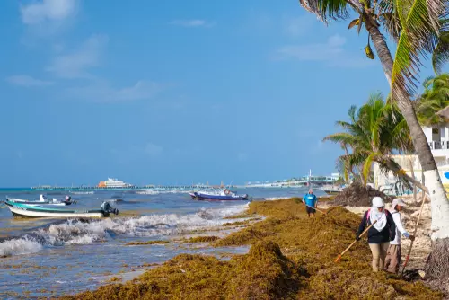 ¿Cómo se extendieron 5500 millas de algas a través del Atlántico? Los investigadores aún no están seguros