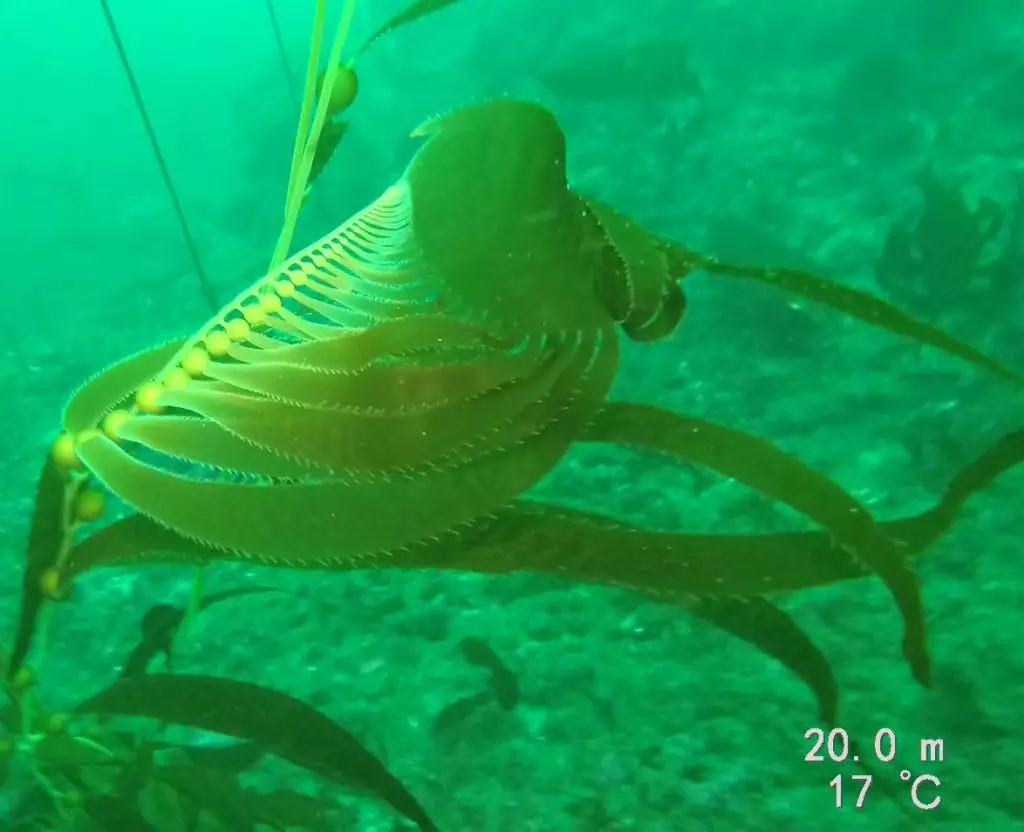 Long Beach Scuba Show: Catching nrog Reef Check thiab Dej Hiav Txwv Sanctuaries