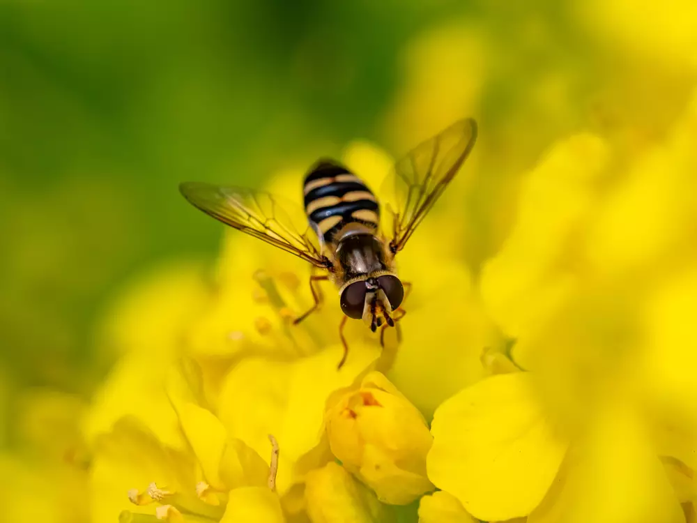 Sida ay hoos ugu dhacayaan dadka pollinator-ka, Hoverflies waxay bixin karaan rajo Britain